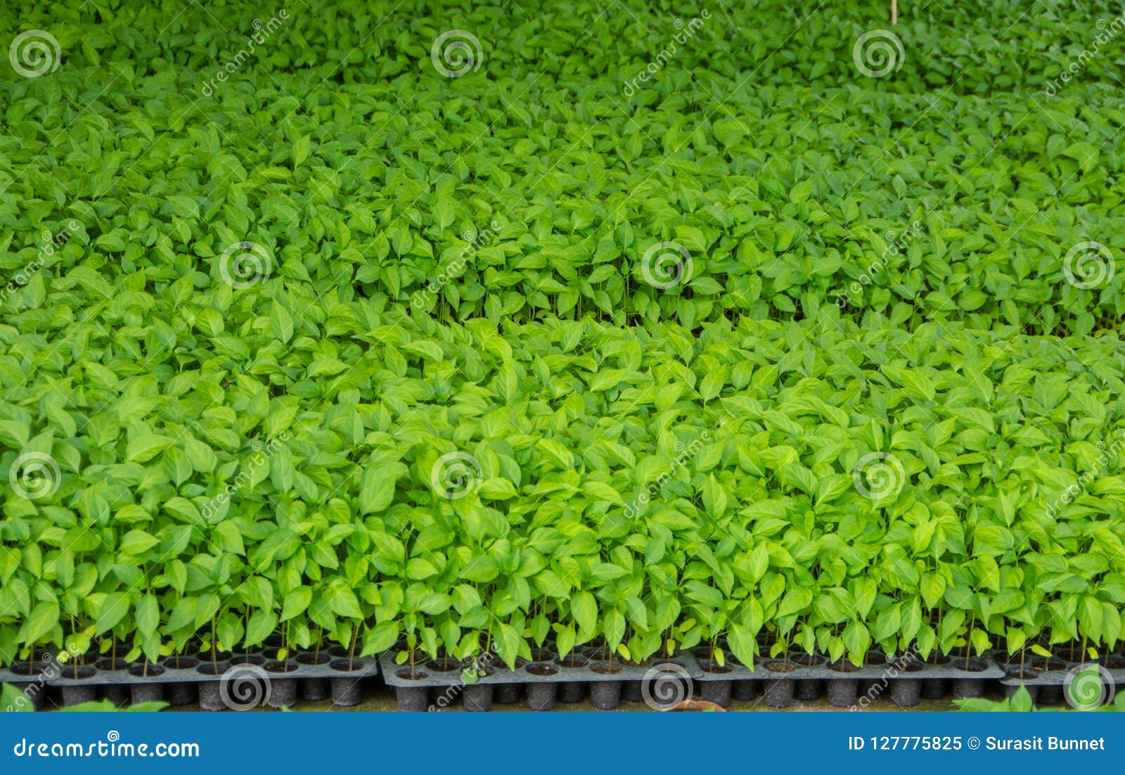 Chili Seed Nursery stock image. Image of botany, agriculture - 127775825