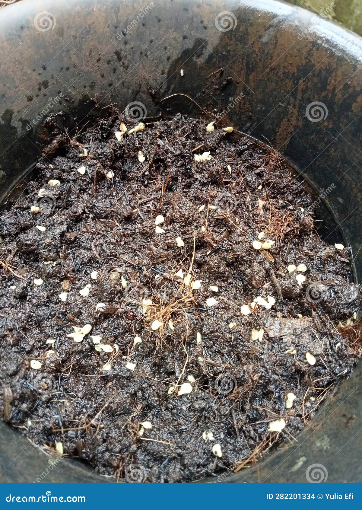Chili Seed on the Soil As a Growing Media Stock Photo - Image of seed ...