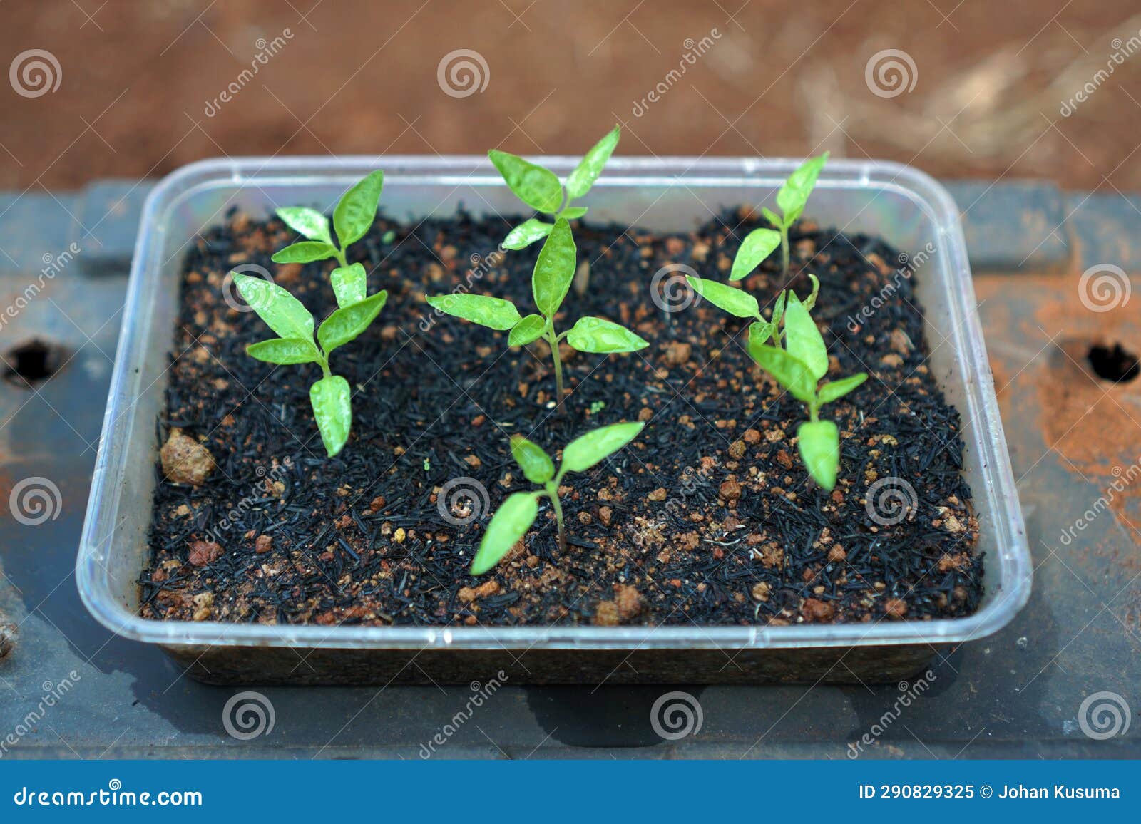Chili Seeds that are Starting To Sprout Stock Image - Image of sprout ...