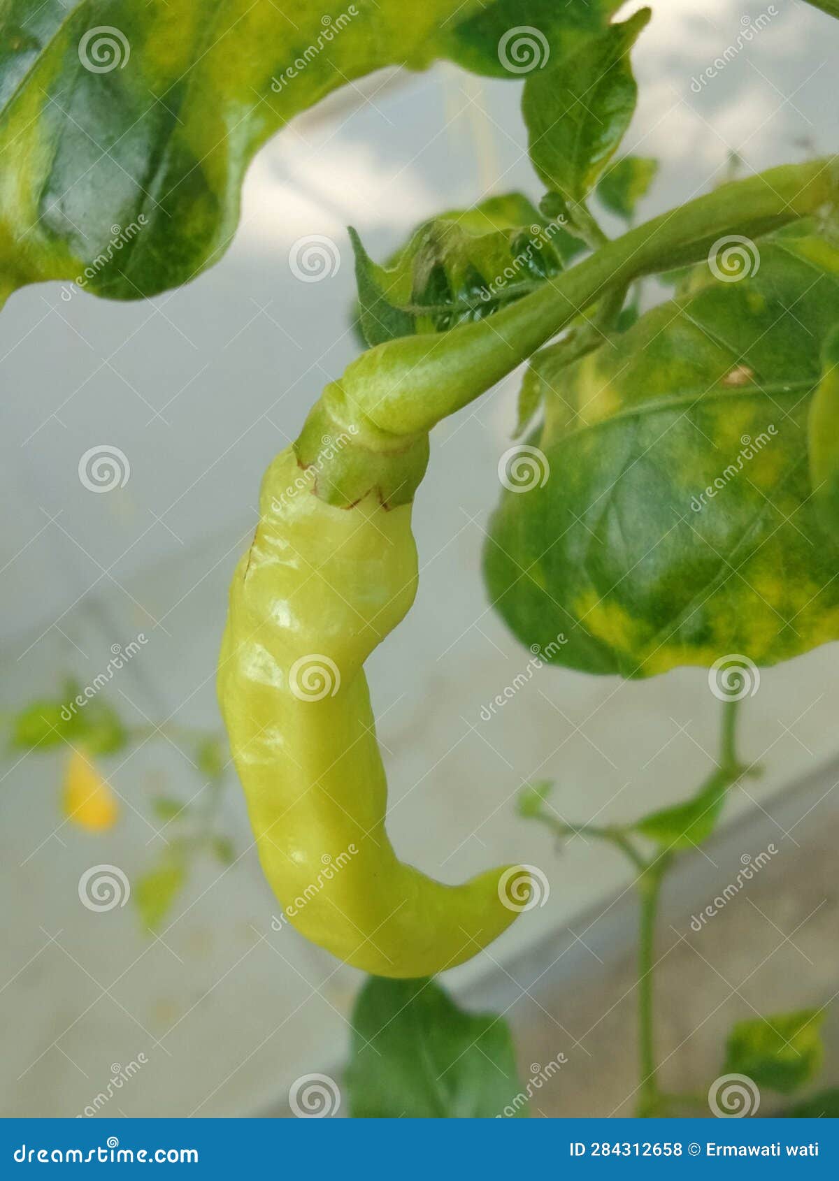 Chili Ticks that are Still in the Tree Stock Photo - Image of ...