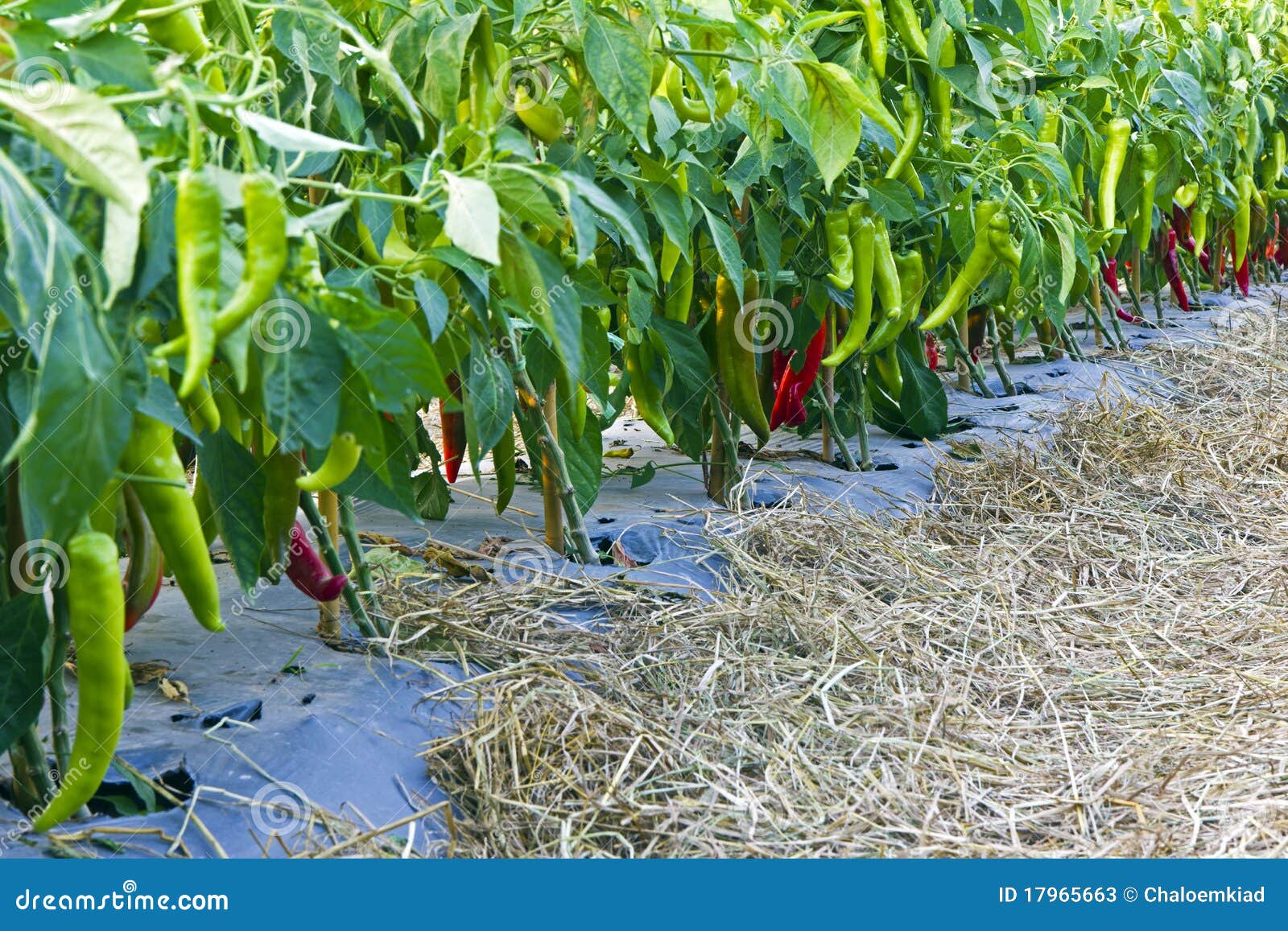 Chili tree stock image. Image of pepper, fort, bell, flavouring - 17965663