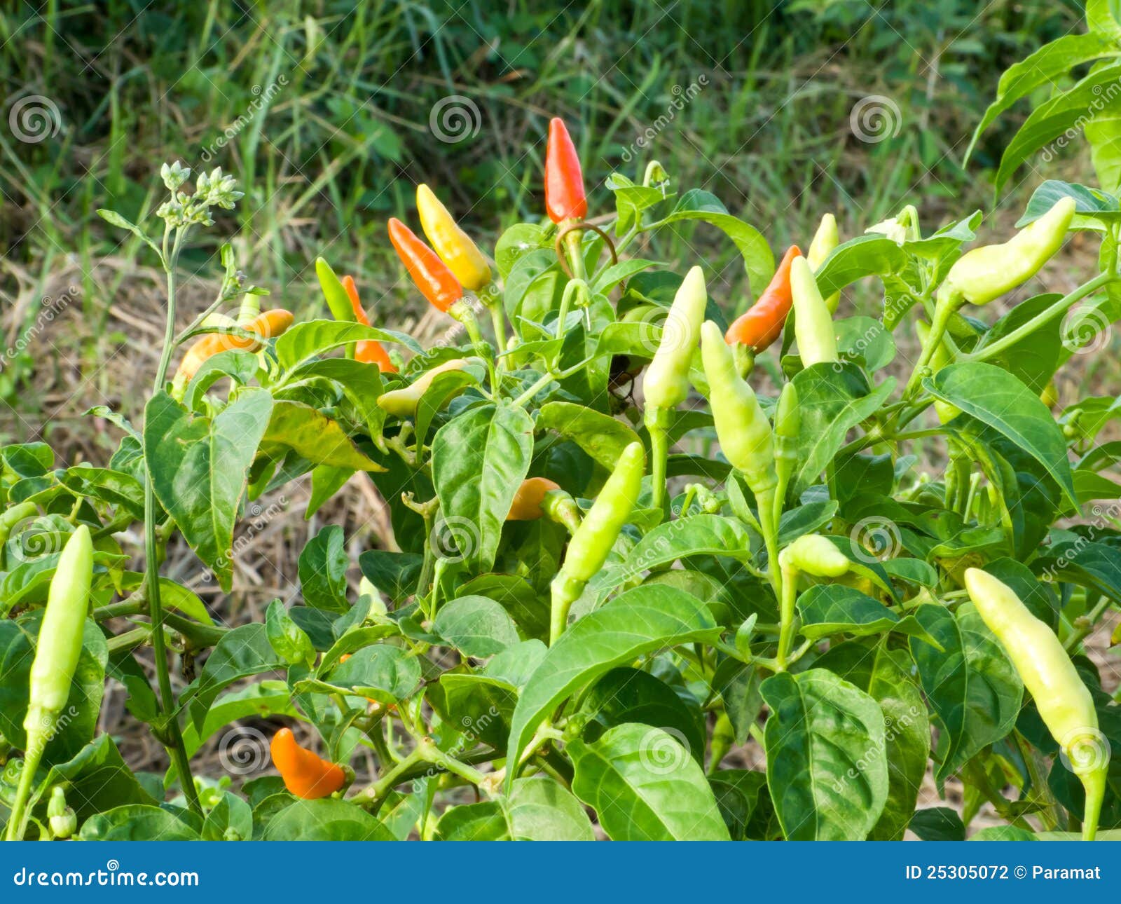 Chili tree stock photo. Image of agriculture, colorful - 25305072