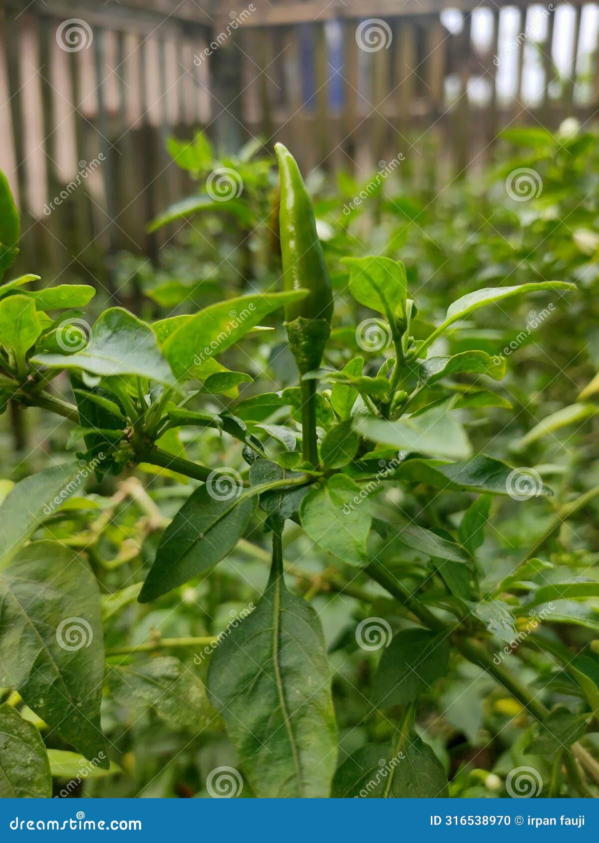 A Chili Tree that is Bearing Fruit Stock Photo - Image of chili, fruit ...