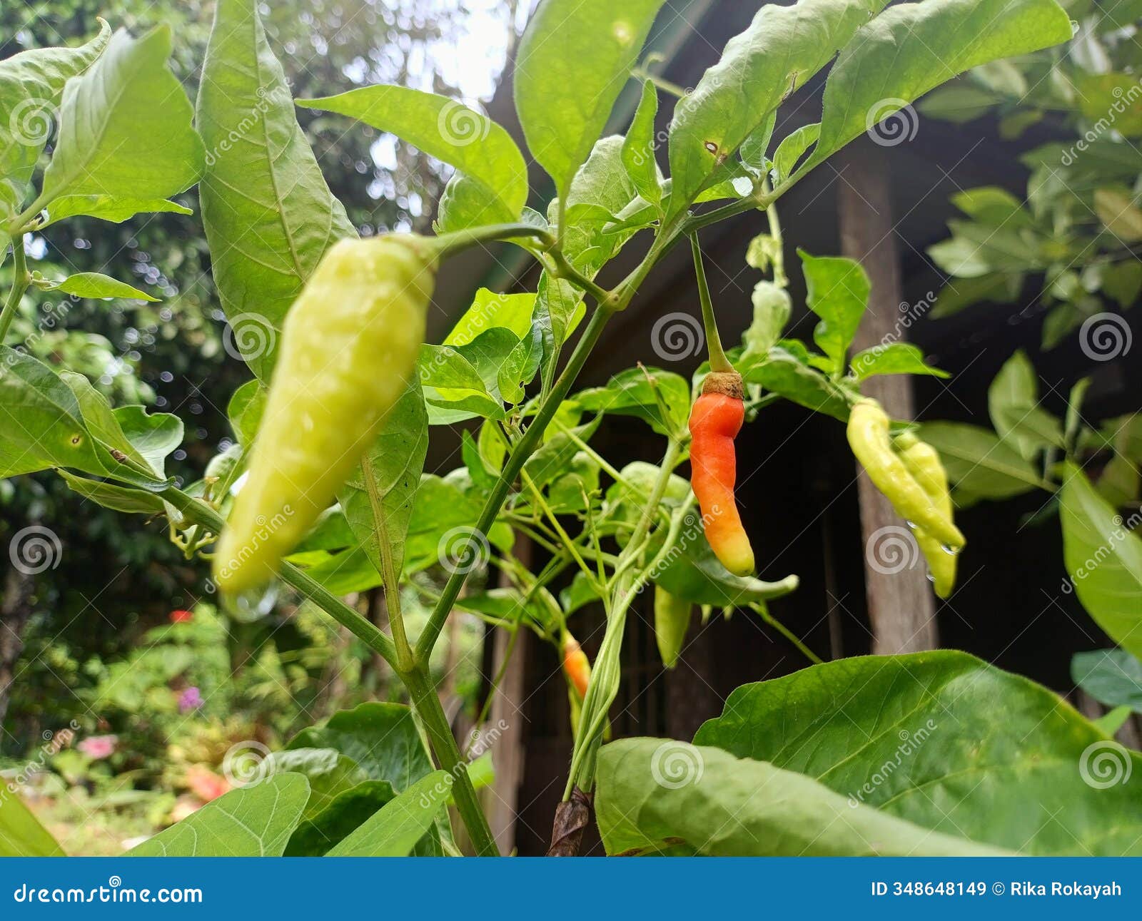 This is a Chili Tree that is Bearing Fruit Stock Image - Image of fruit ...
