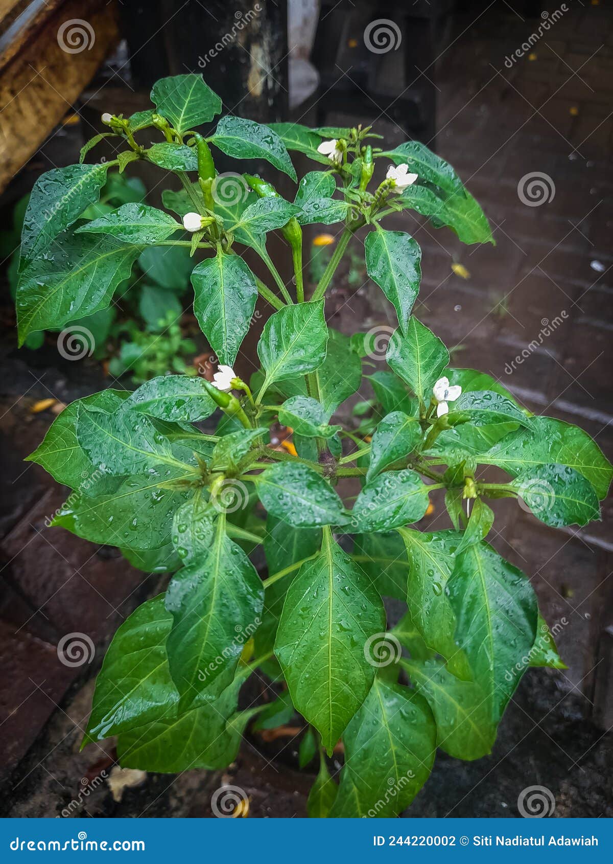 Chili tree in bloom stock photo. Image of blossom, soil - 244220002