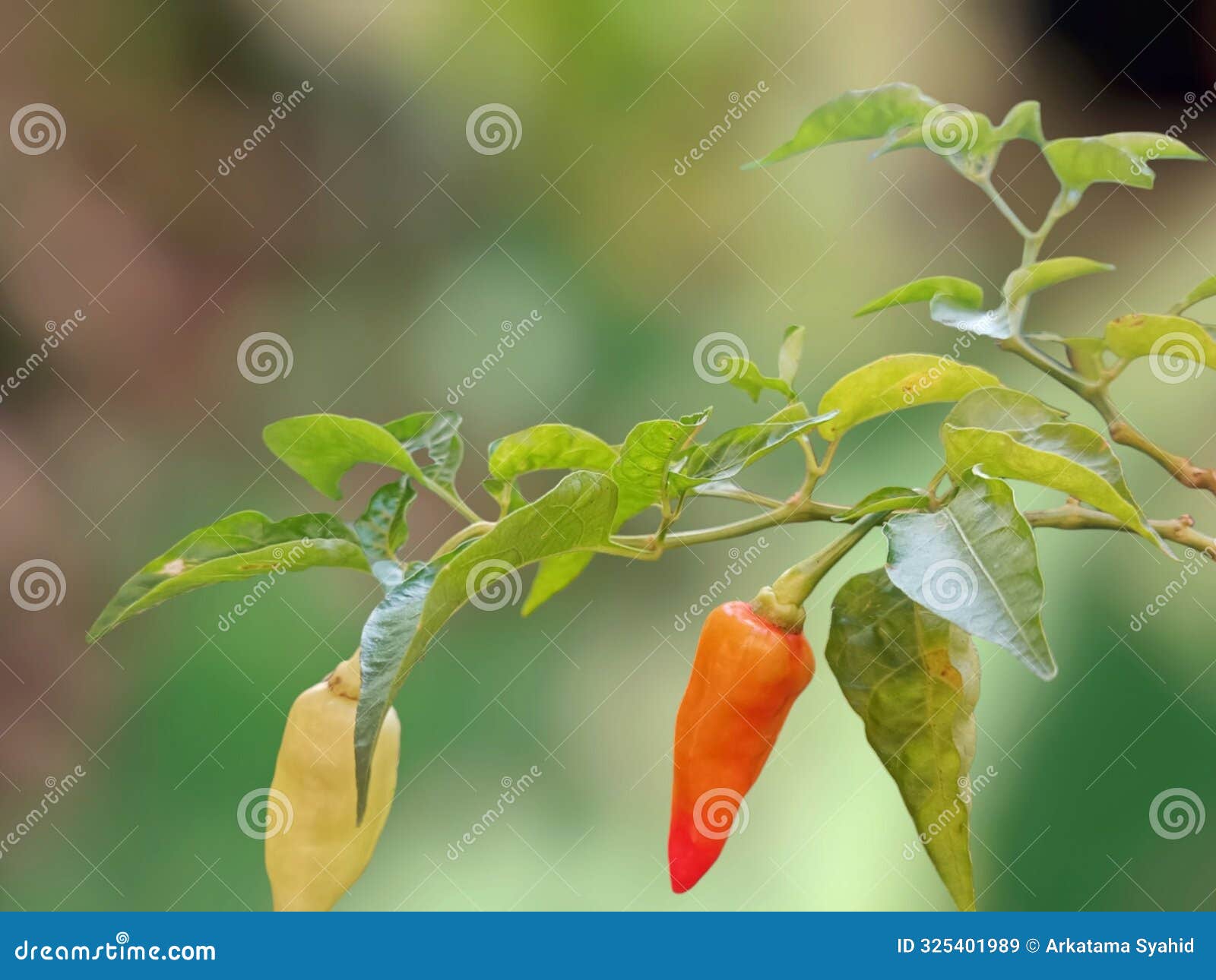 Chili Tree with a Blurry Natural Background Stock Illustration ...