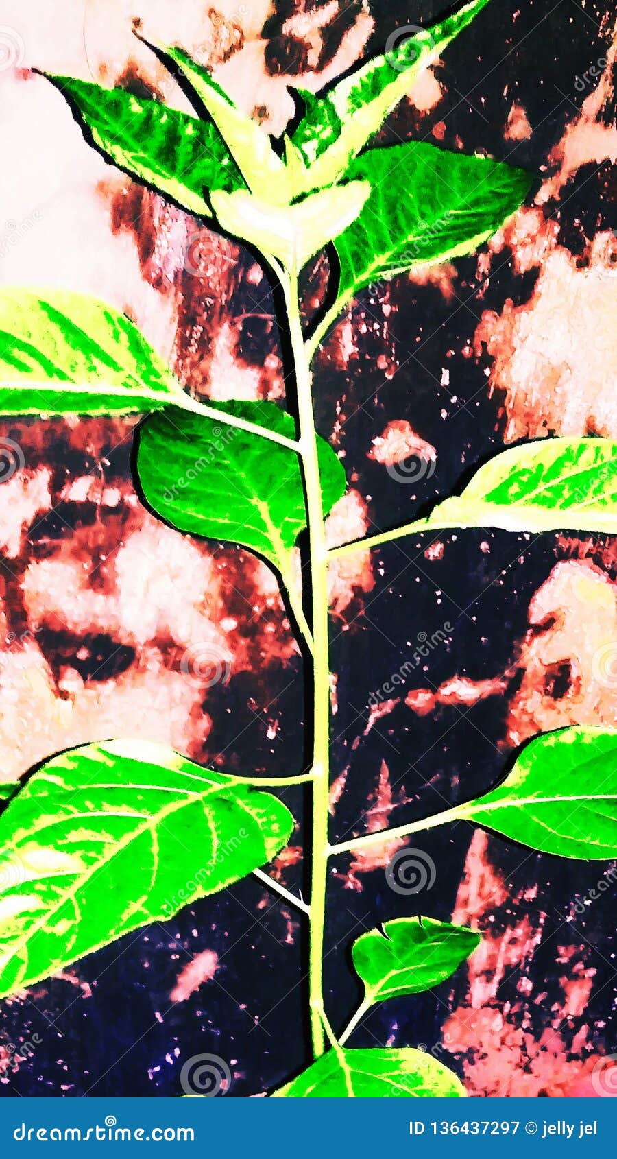 Chili tree stock image. Image of tree, ground, spicy - 136437297