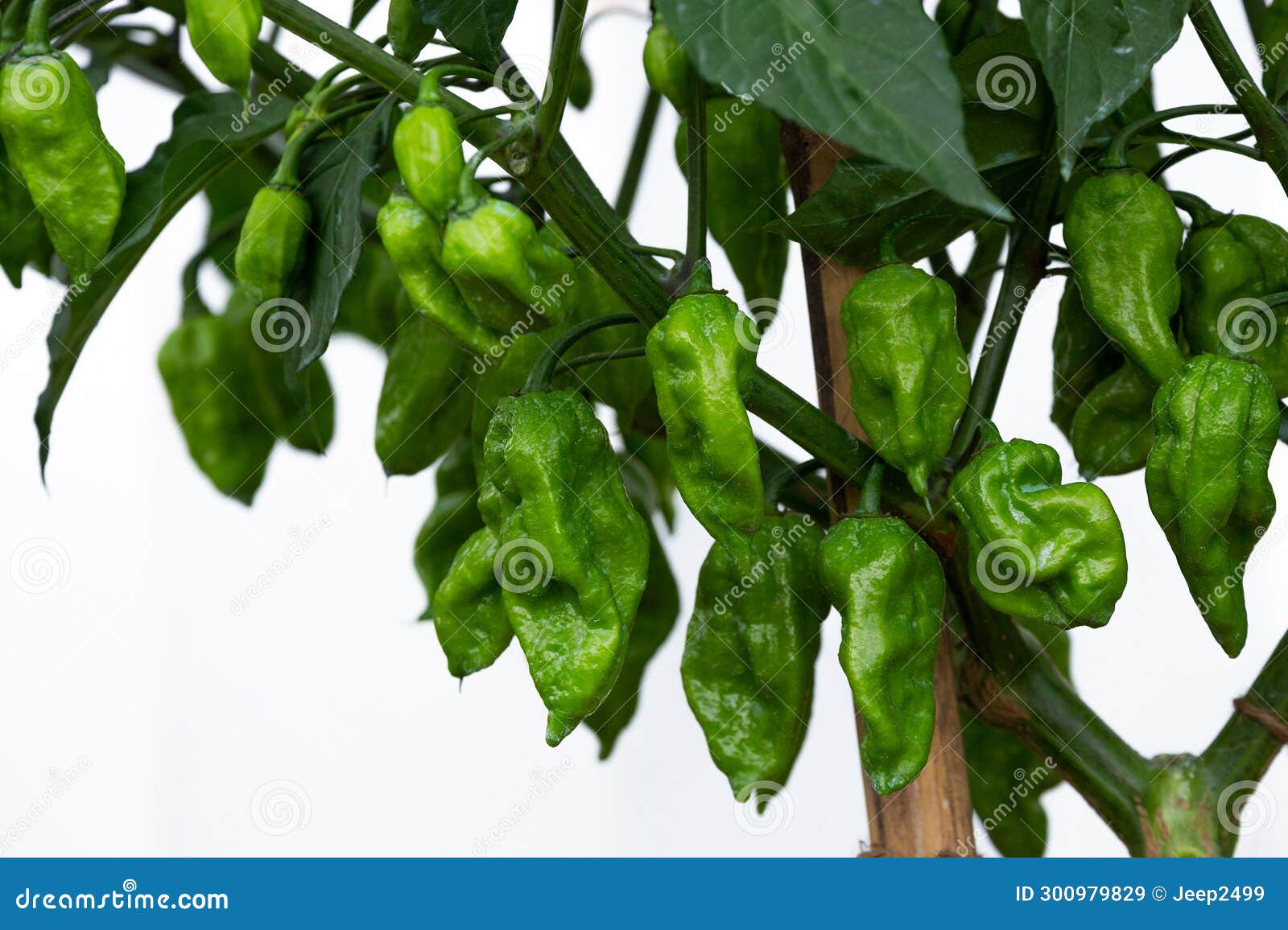 Chili Tree and Chilli Fruit. Stock Image - Image of green, capsicum ...