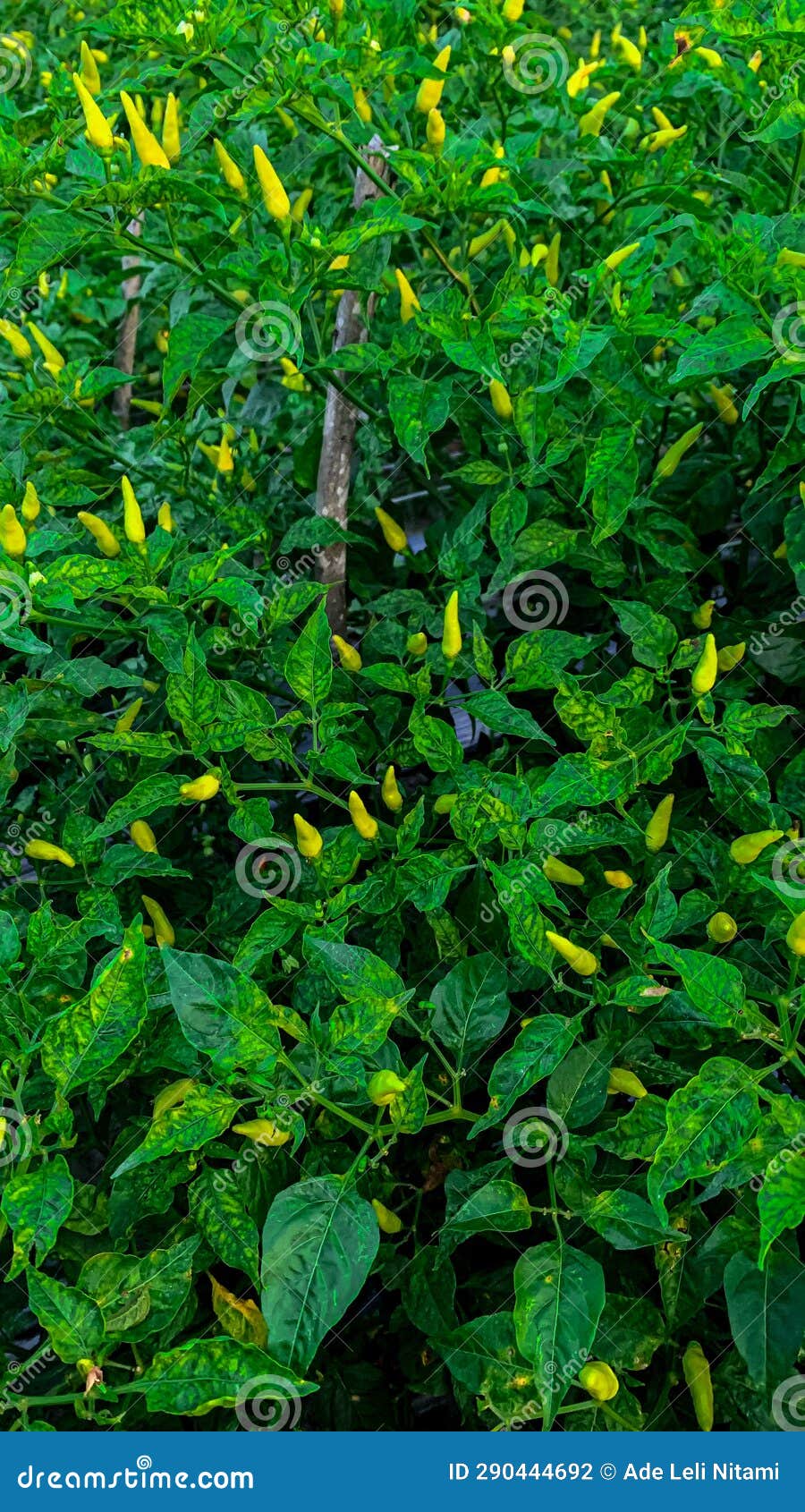 Chili tree stock photo. Image of nature, green, spicy - 290444692