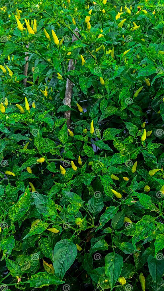 Chili tree stock photo. Image of nature, green, spicy - 290444692