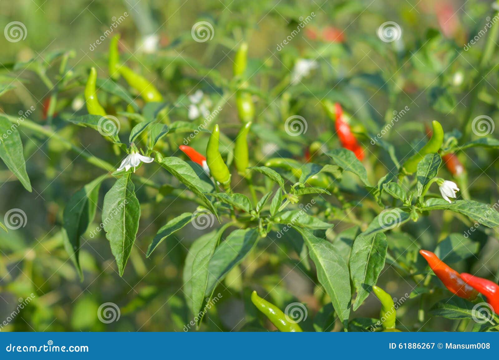 Chili tree stock image. Image of nature, growth, natural - 61886267