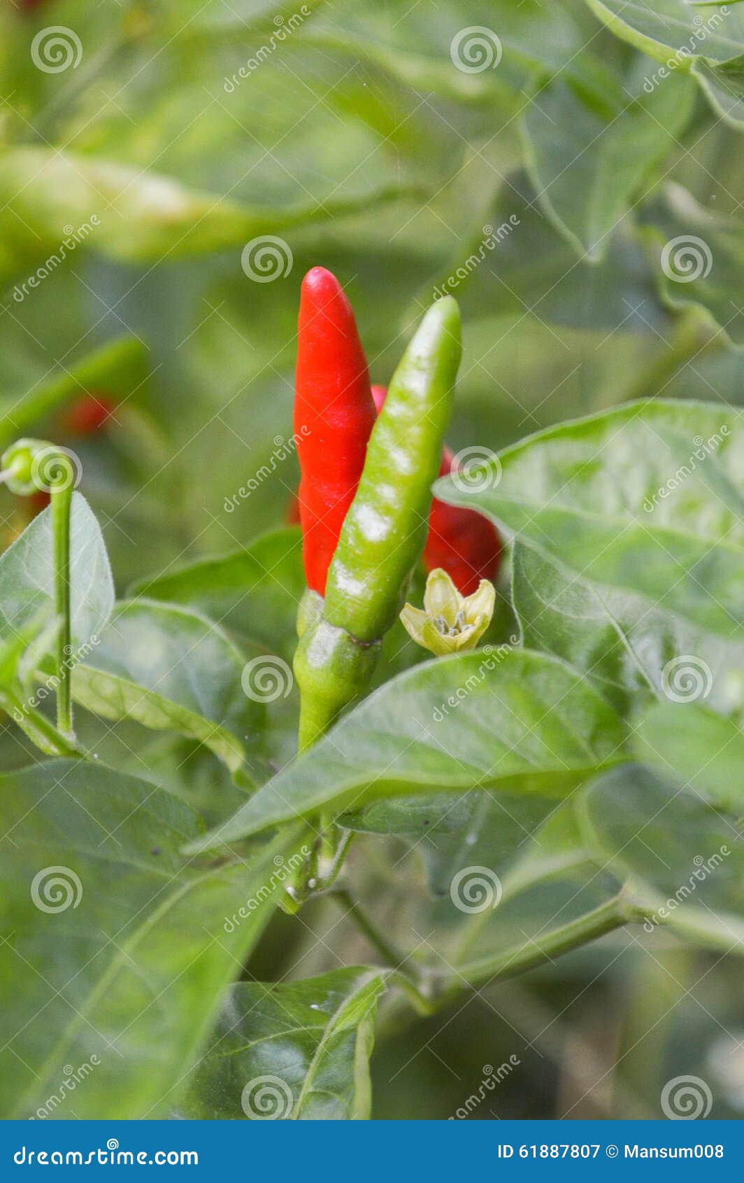 Chili tree stock image. Image of fresh, nature, healthy - 61887807