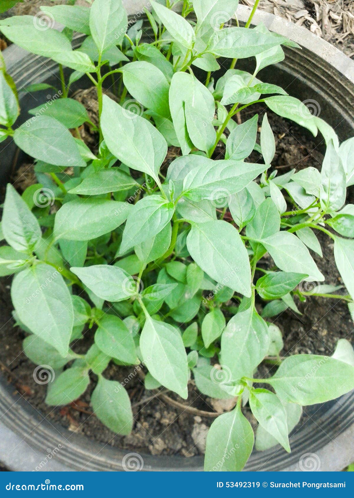 Chili tree stock image. Image of agriculture, garden - 53492319