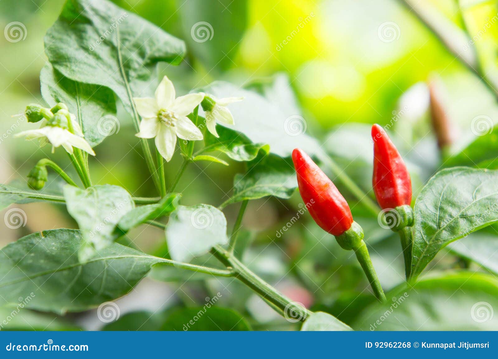 Chili tree in the garden stock photo. Image of nature - 92962268