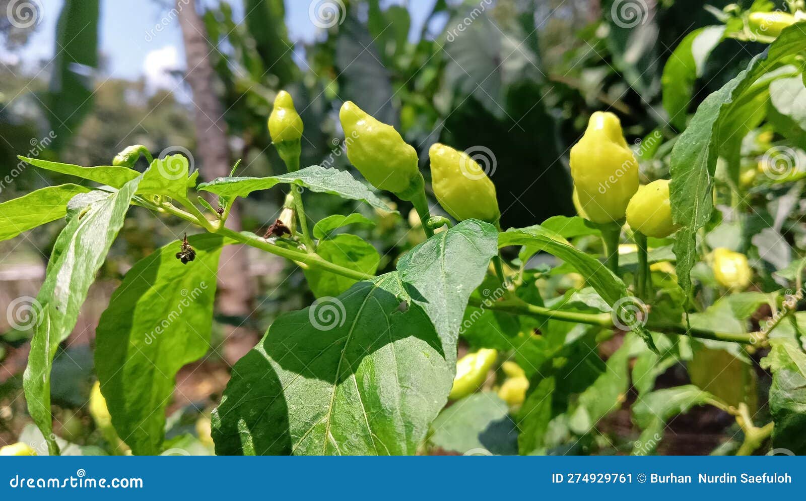 Chili Tree with Green Chilies in it Stock Image - Image of chillies ...