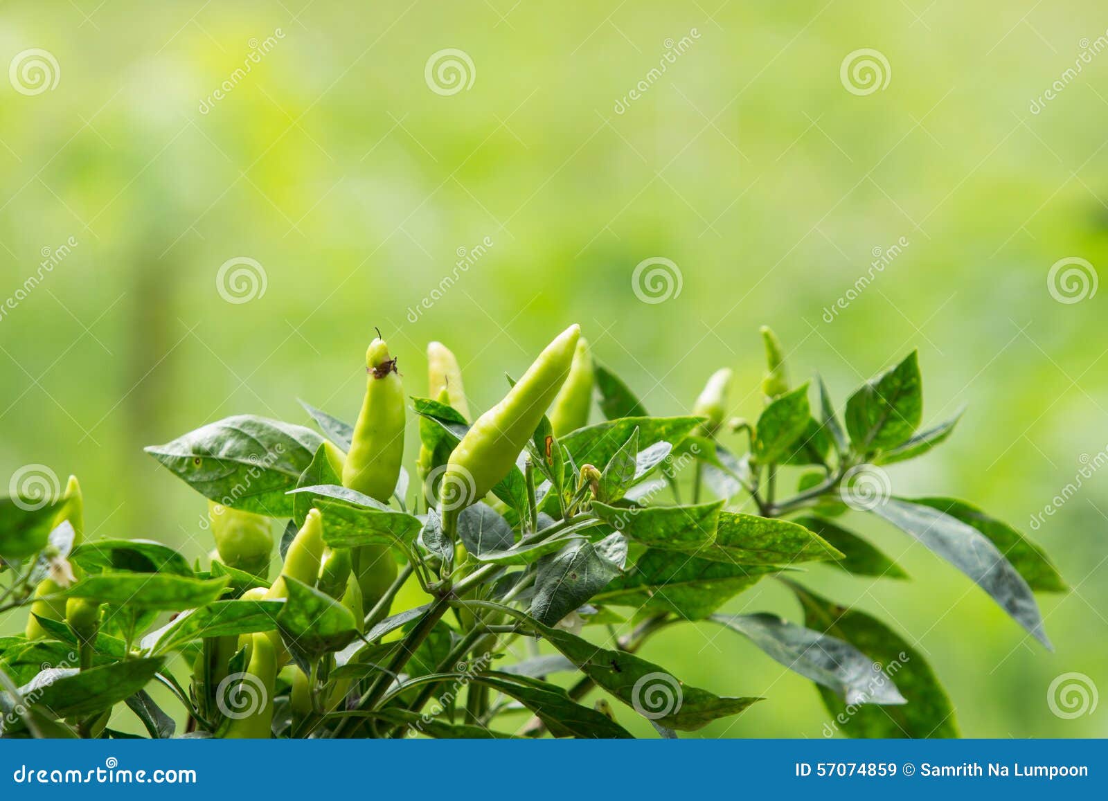 Chili tree stock image. Image of chilli, growing, thegreen - 57074859