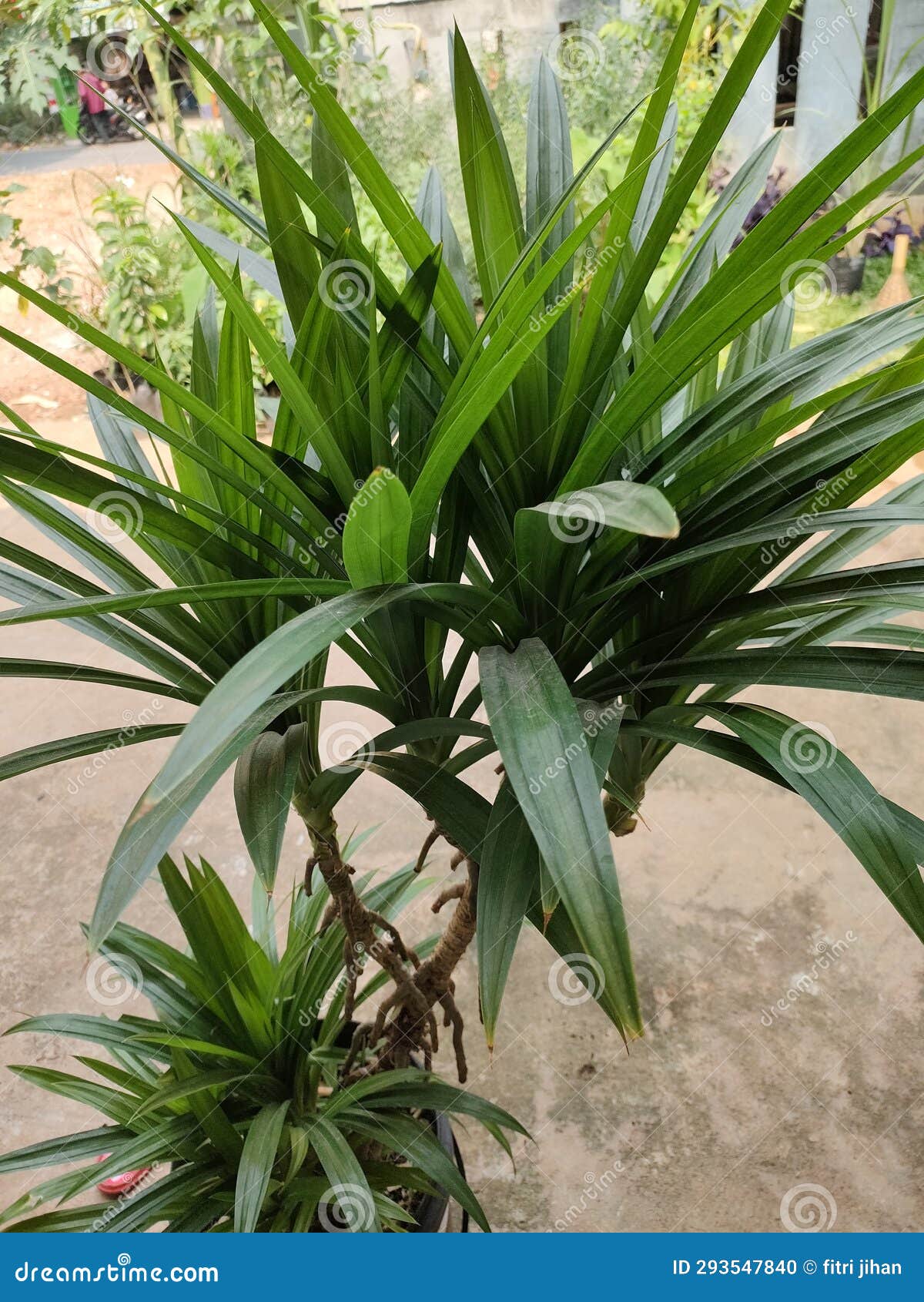 Pandan Tree Growing in Front of the House Stock Photo - Image of front ...