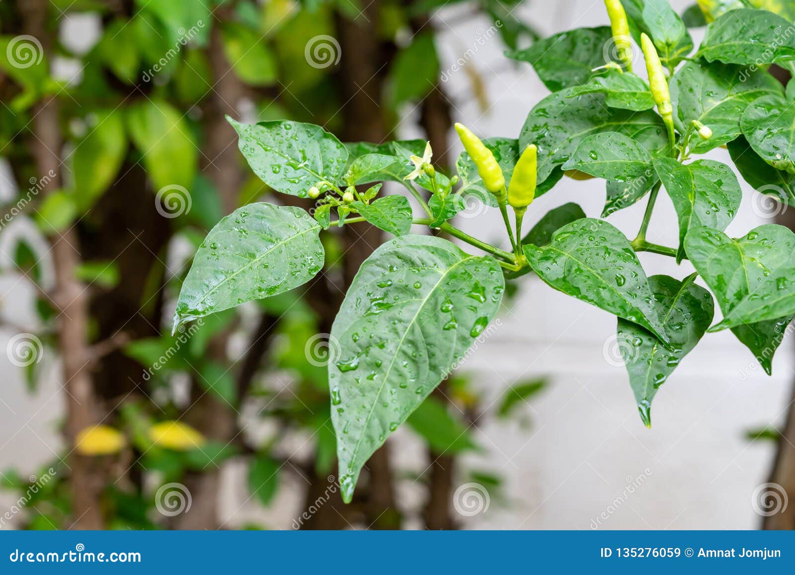 Chili on the tree stock image. Image of natural, chili - 135276059