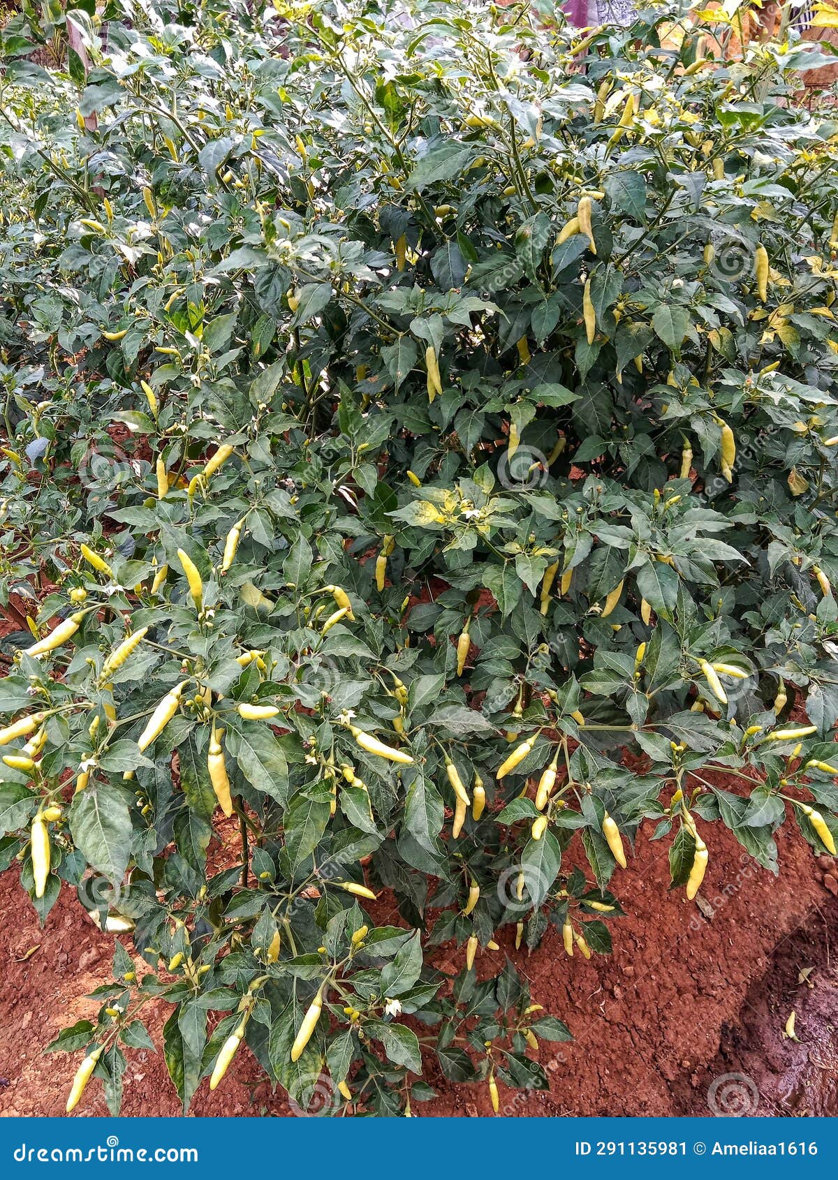 A Chili Tree that Has Been Growing Thickly with Chilies Stock Image ...