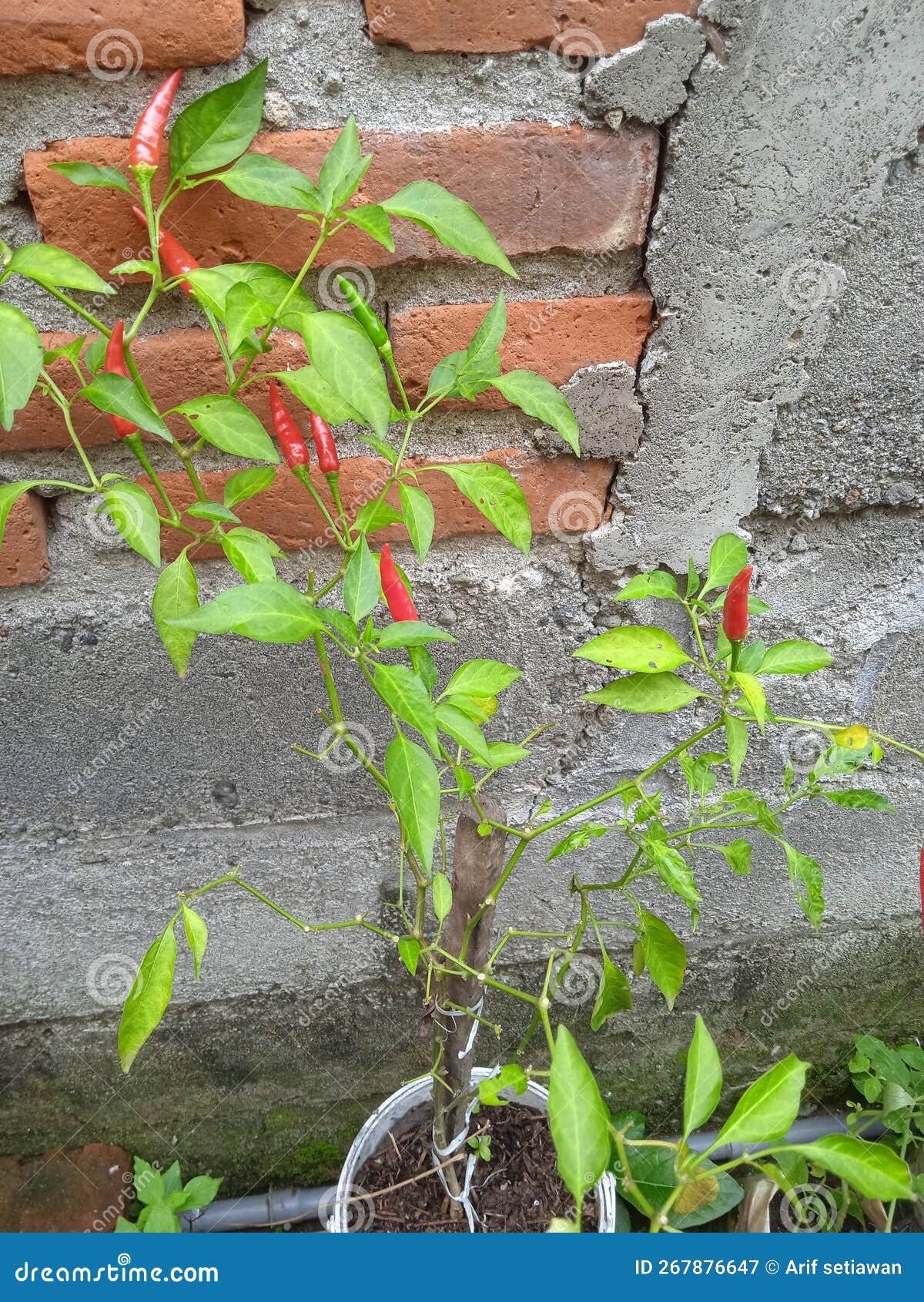 Chili Tree that Has Shown Its Fruit Stock Image - Image of fruit, chili ...
