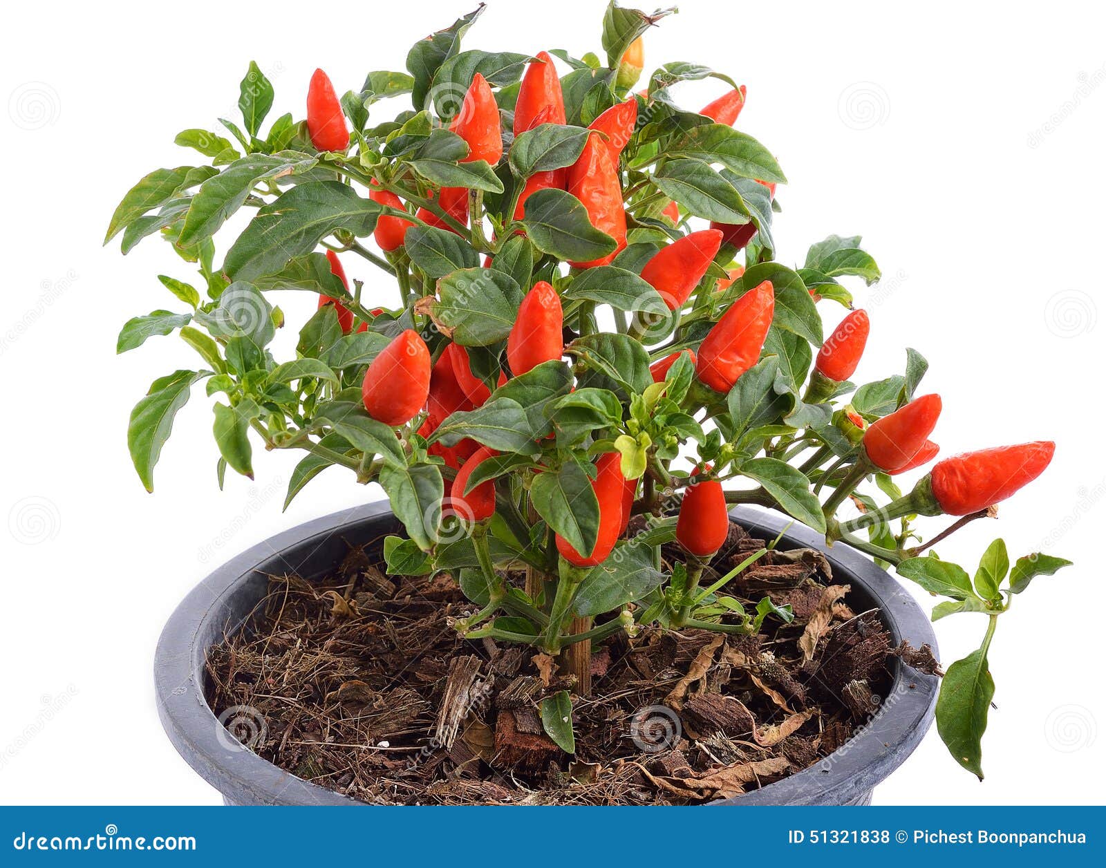 Chili Tree Isolated on Whitebackground Stock Photo - Image of colorful ...