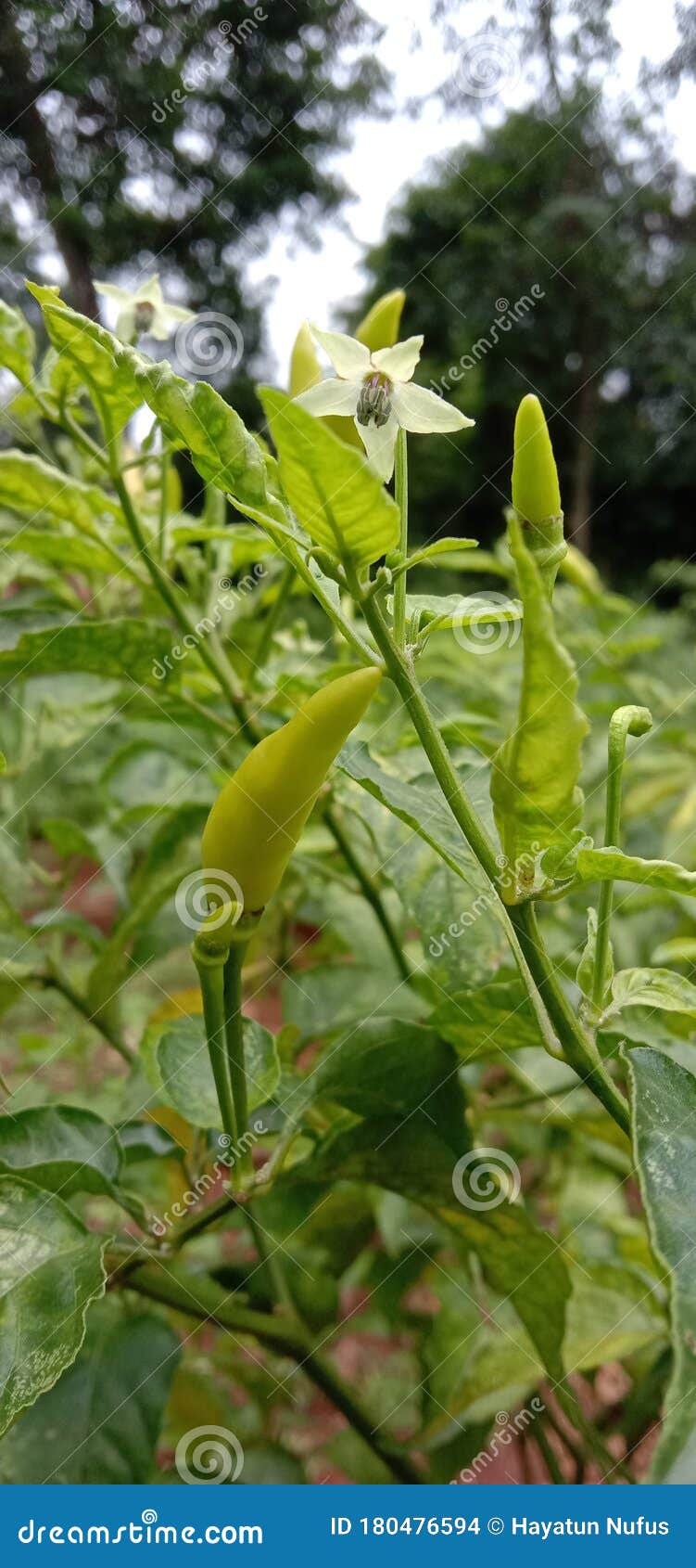 Chili tree stock photo. Image of spicy, food, material - 180476594
