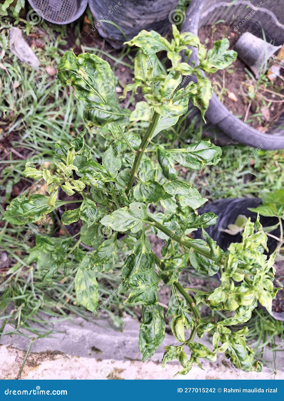 Chili Tree Not Good Hama in House Stock Photo - Image of lawn, hama ...