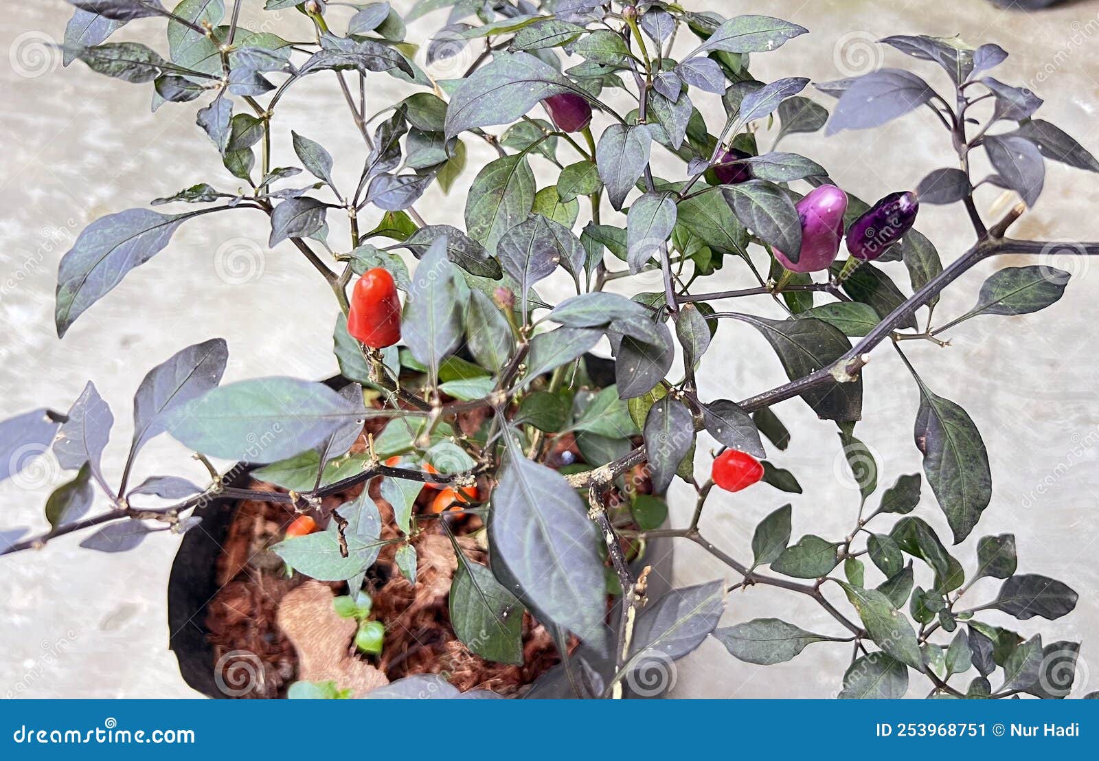 Chilli planted in the yard stock image. Image of yard - 253968751