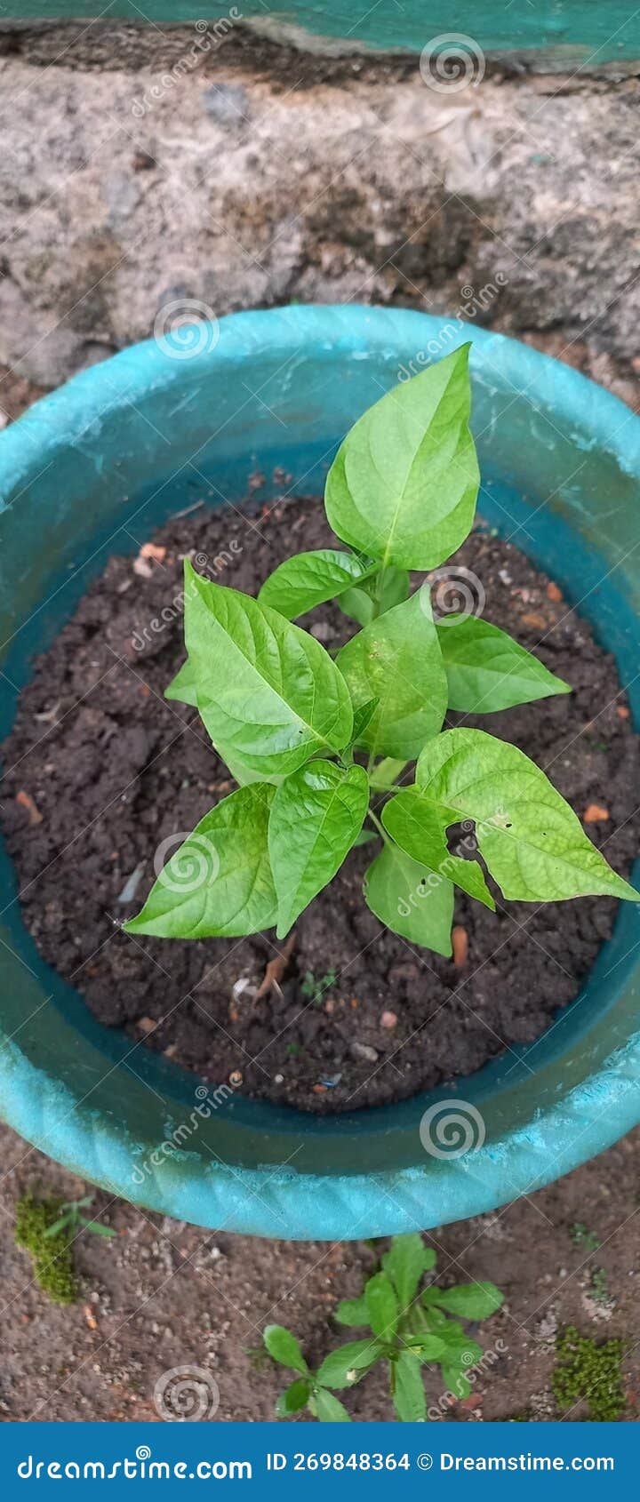 Chili Tree With Its Fruits And Flowers Stock Photography ...