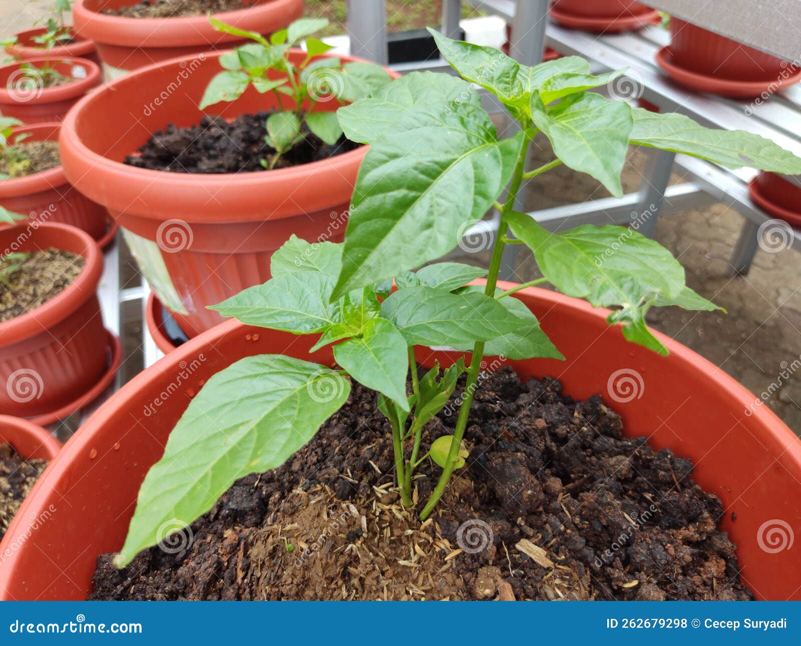 Chili Tree in a Pot on a Shelf Stock Photo - Image of botany, flora ...