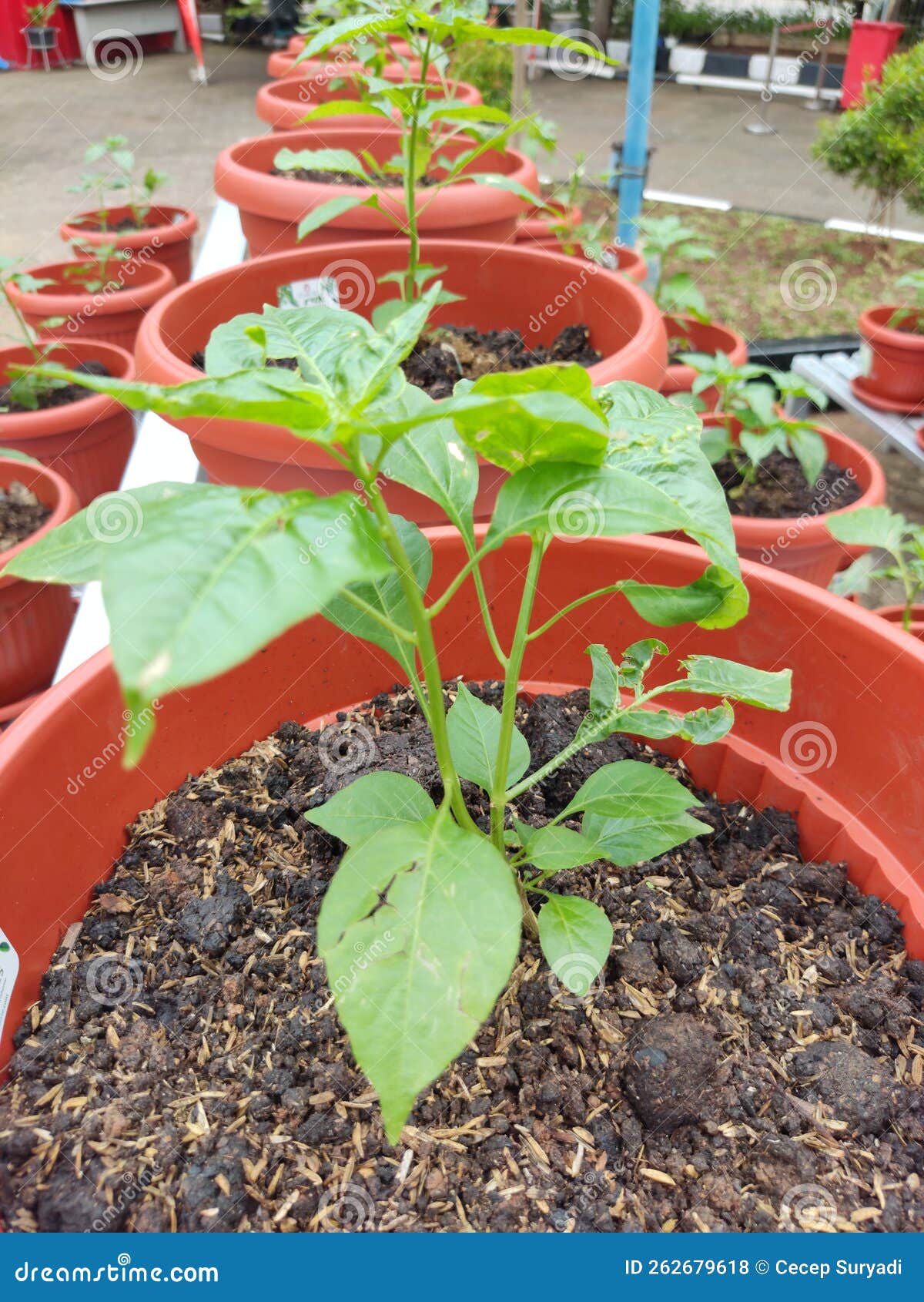 Chili Tree in a Pot on a Shelf Stock Photo - Image of shrub, chili ...