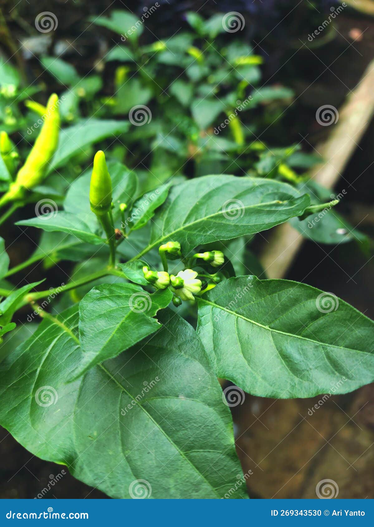 Chili Tree is Ready To Bear Fruit Stock Photo - Image of nature, chili ...