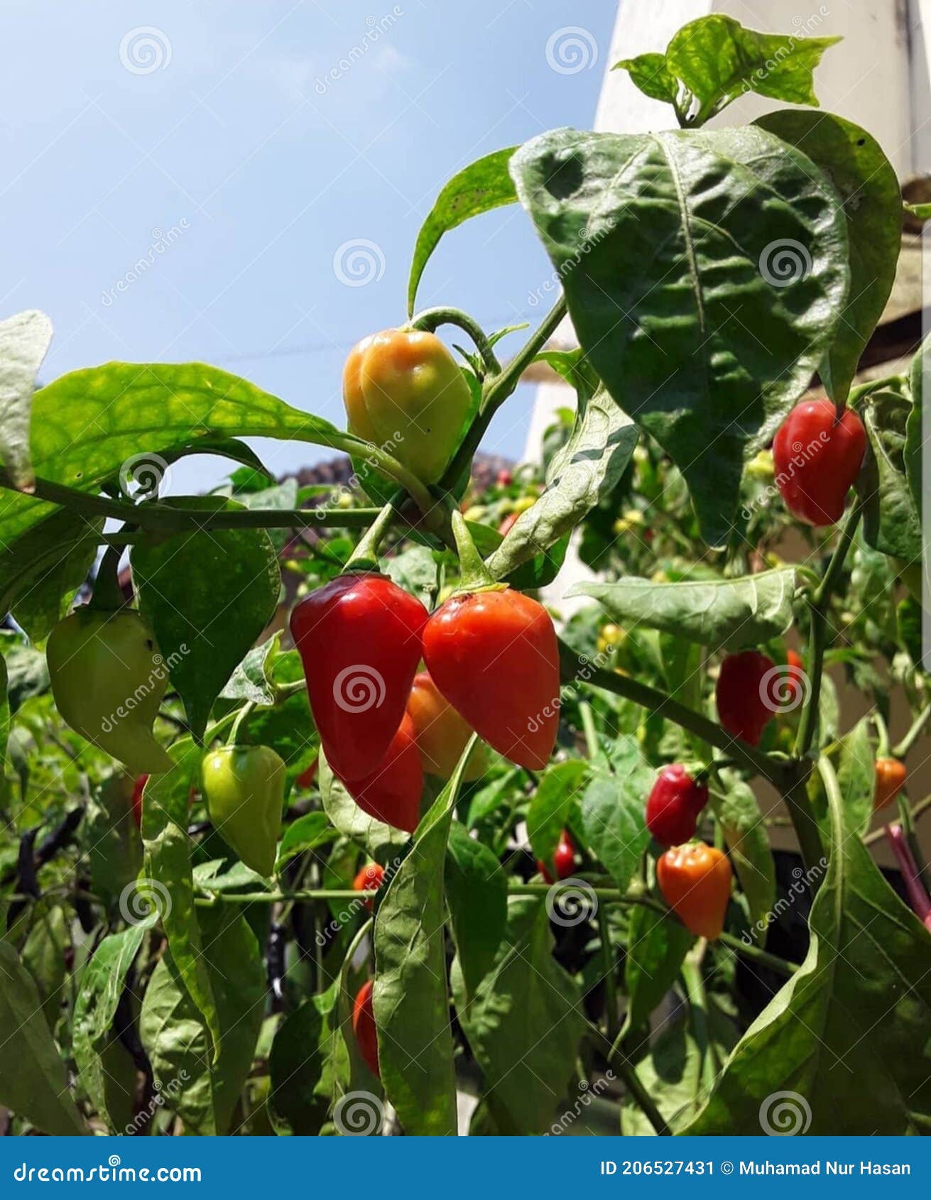 Chili Tree with Red and Green Chili Fruit Stock Image - Image of chili ...