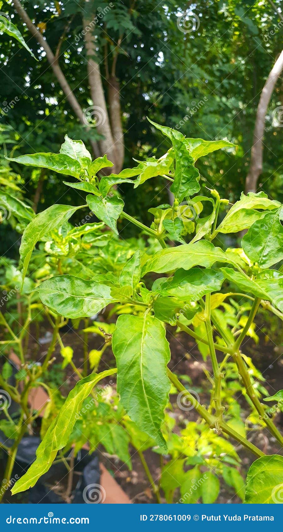 Chili Tree with Some Chilies Growing Stock Image - Image of chili, tree ...