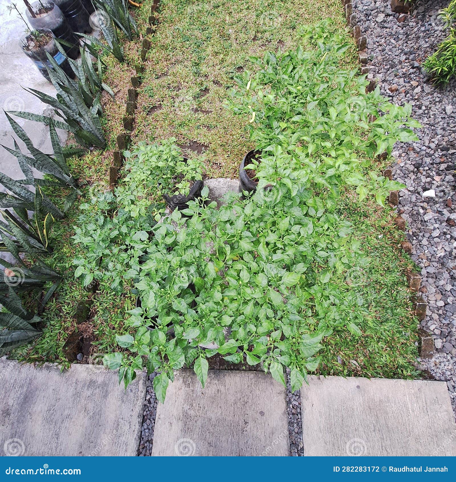 Chili tree from top angle stock photo. Image of garden - 282283172