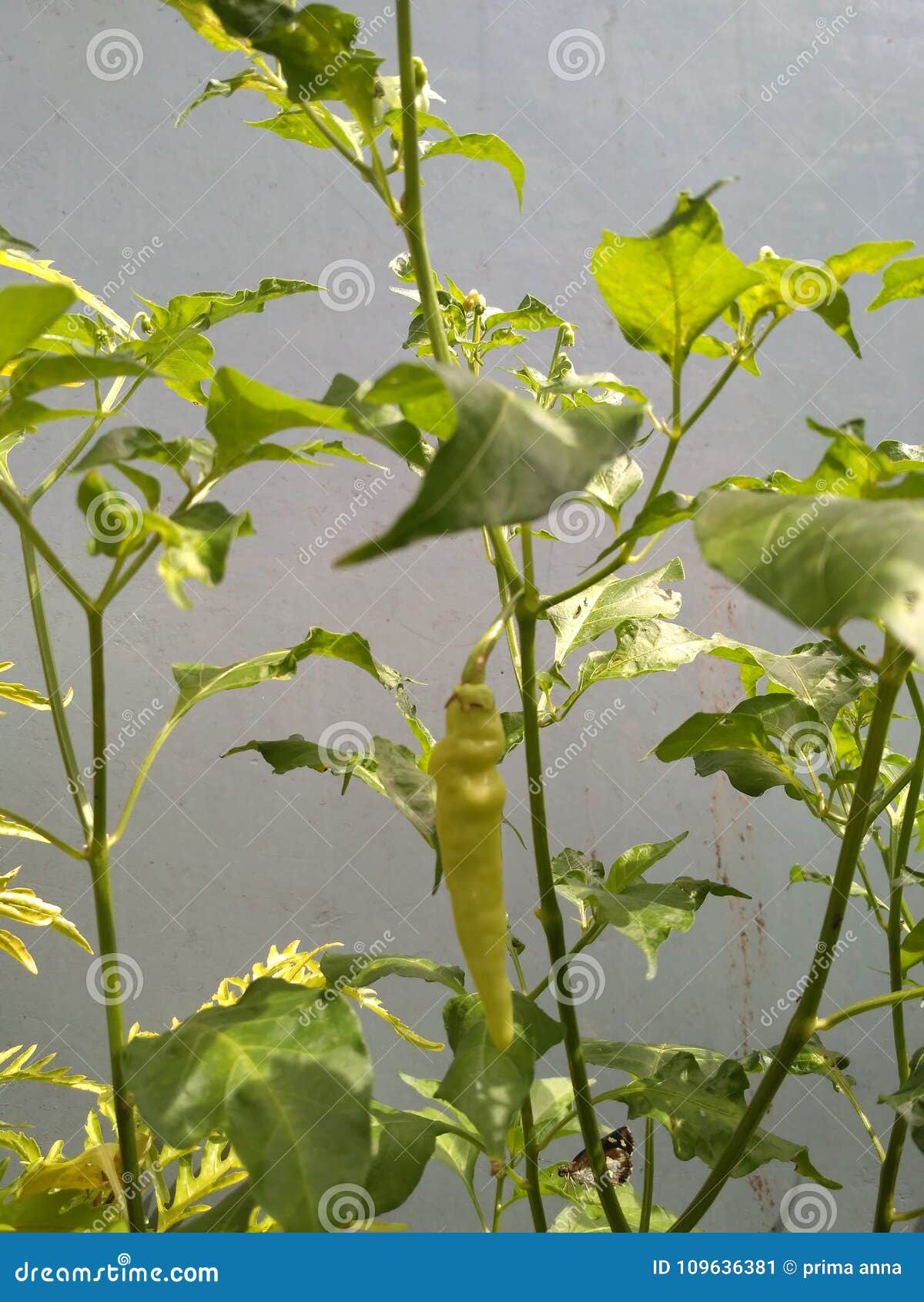 Chili tree stock image. Image of chili, trees, tree - 109636381