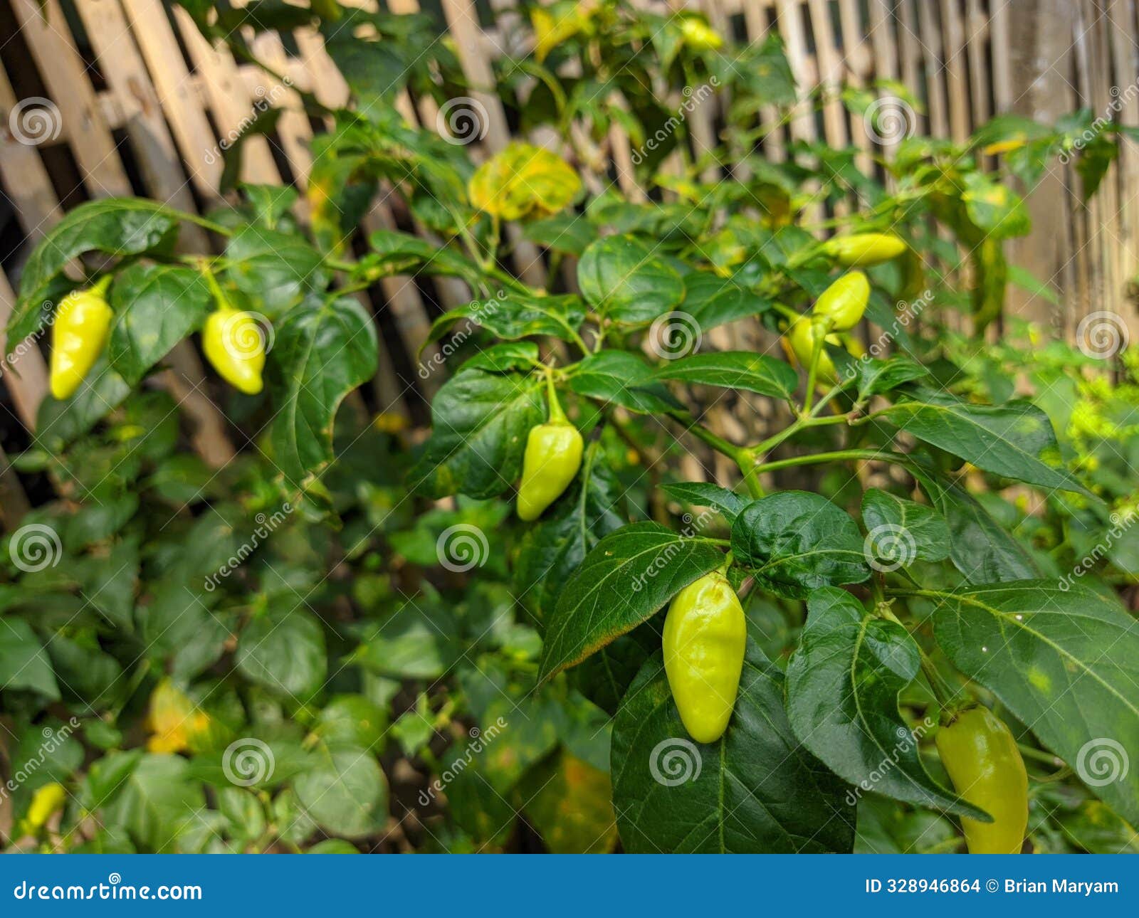 Chili Trees with Green Leaves and Large Fruit Stock Photo - Image of ...