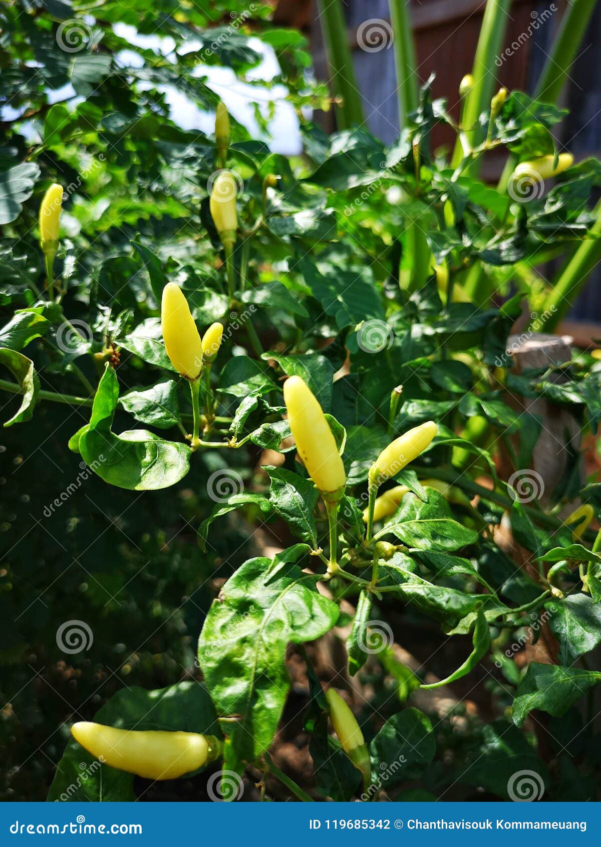 Chili trees stock photo. Image of green, trees, chili - 119685342