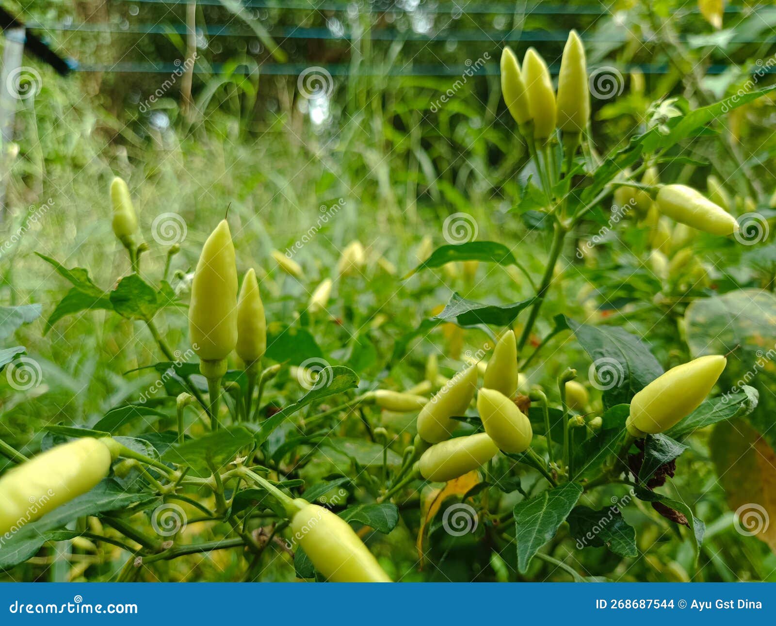 Chili Trees that Have Lots of Fruit, when Ripe it Will Be Spicy Stock ...