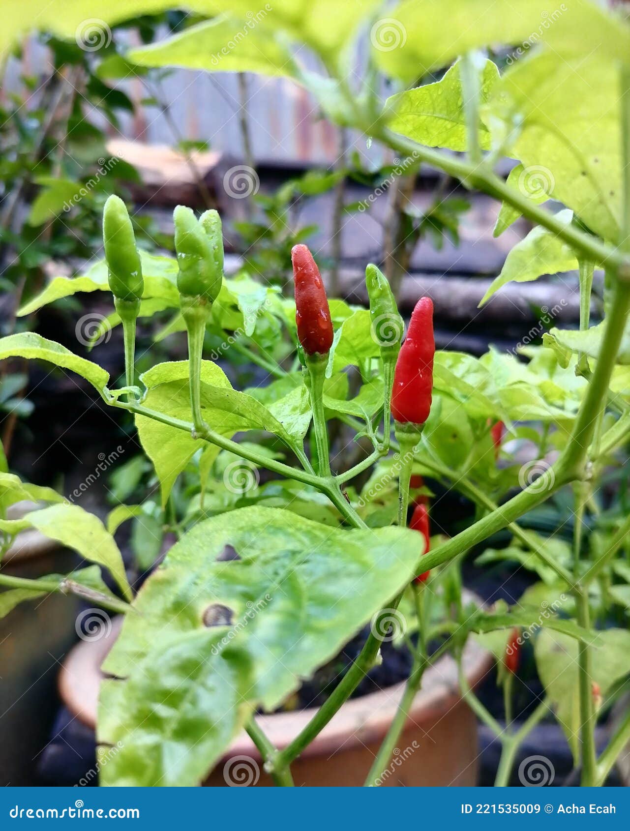 Chili Trees Planted in Backyard Stock Image - Image of produce, cuisine ...