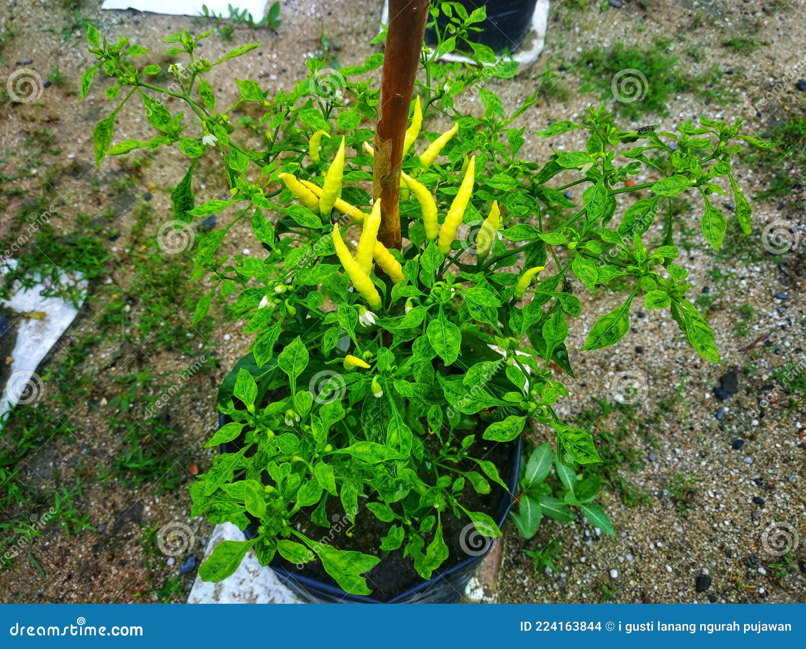 Chili Trees Planted in Pots are Already Bearing Fruit Stock Photo ...