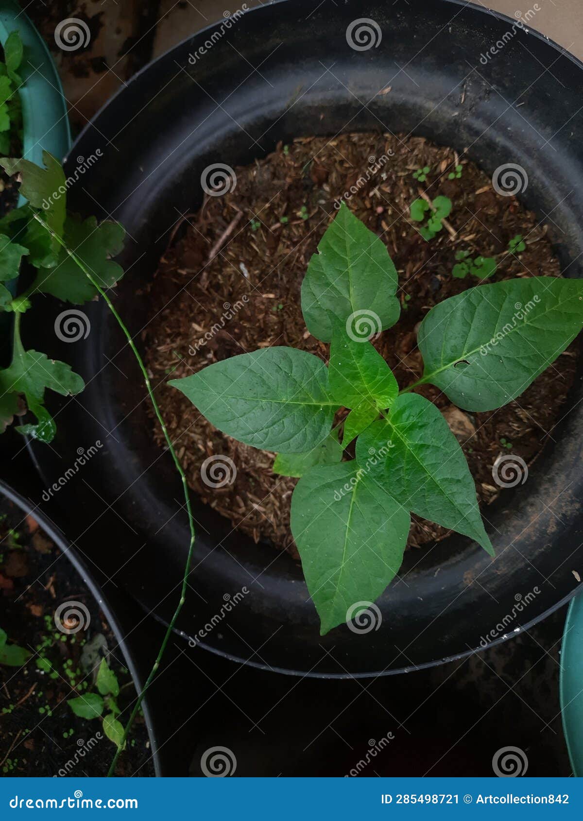 Chili trees in pots thrive stock image. Image of foliage - 285498721