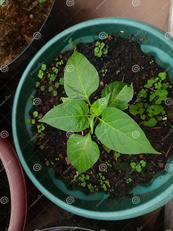 Chili trees in pots thrive stock image. Image of chili - 285498731