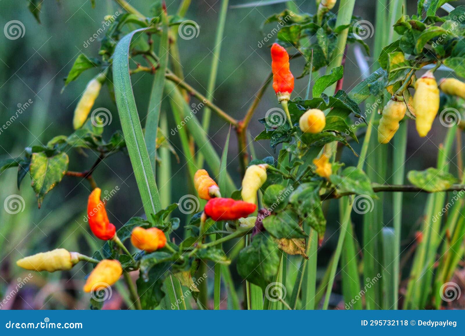 Chili Trees in the Rice Fields. it& X27;s Ready To Harvest Stock Photo ...