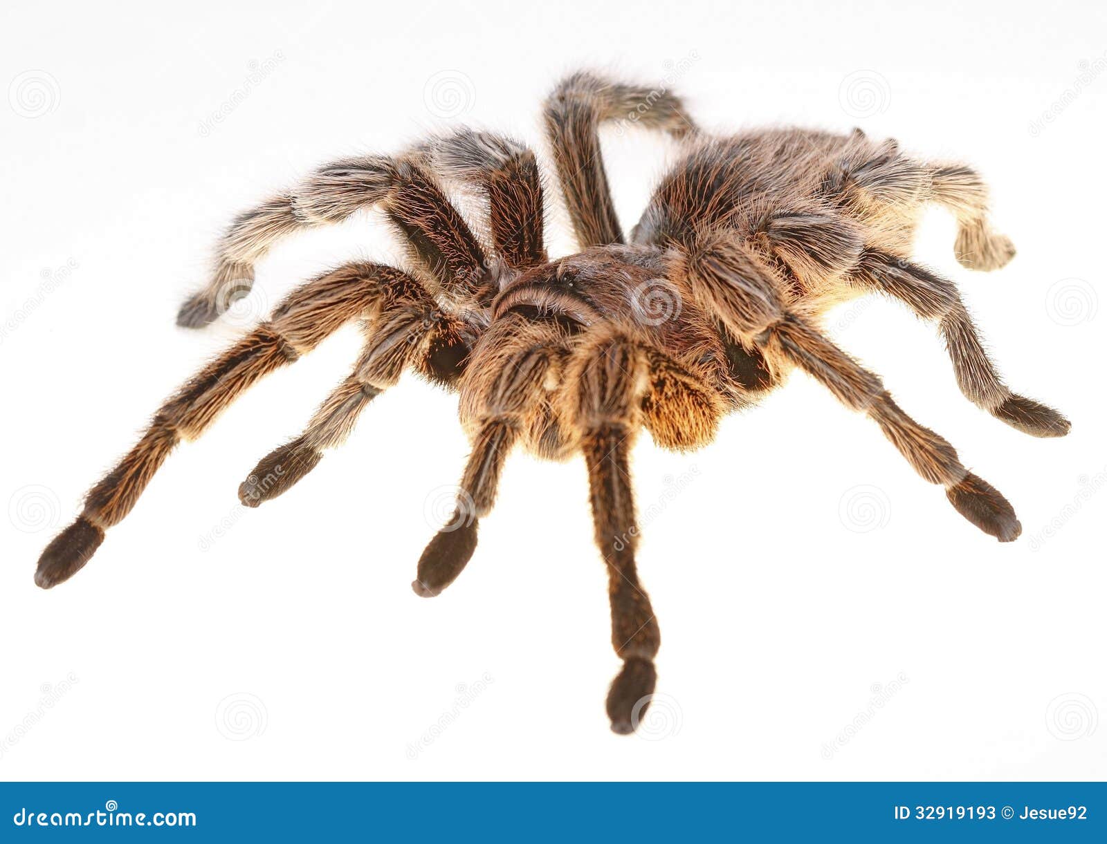 Chilien Rose Spider image stock. Image du tarentule, grand - 32919193