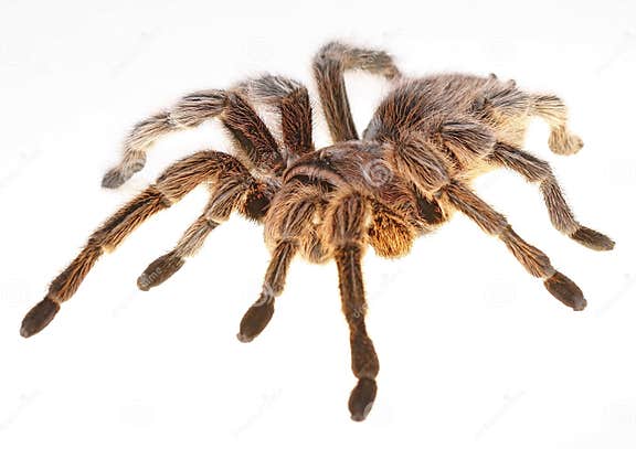 Chilien Rose Spider image stock. Image du tarentule, grand - 32919193