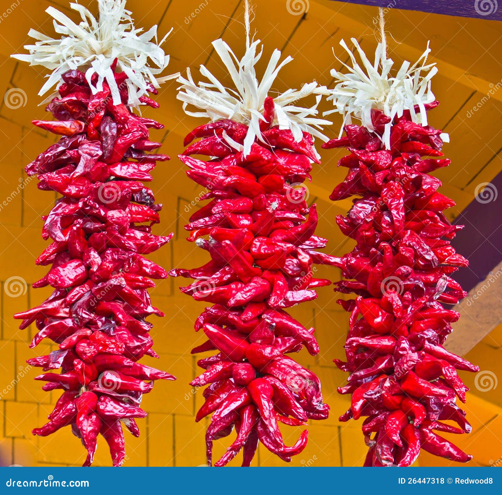 Chillis Hanging from Ceiling Stock Photo - Image of agriculture ...