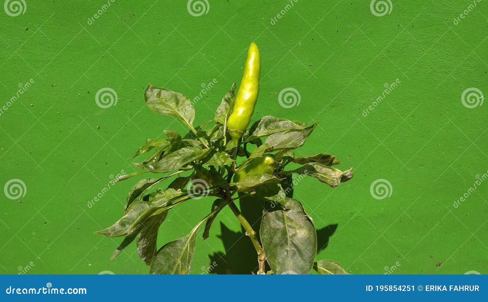 106 Bore Fruit Stock Photos - Free & Royalty-Free Stock Photos from ...