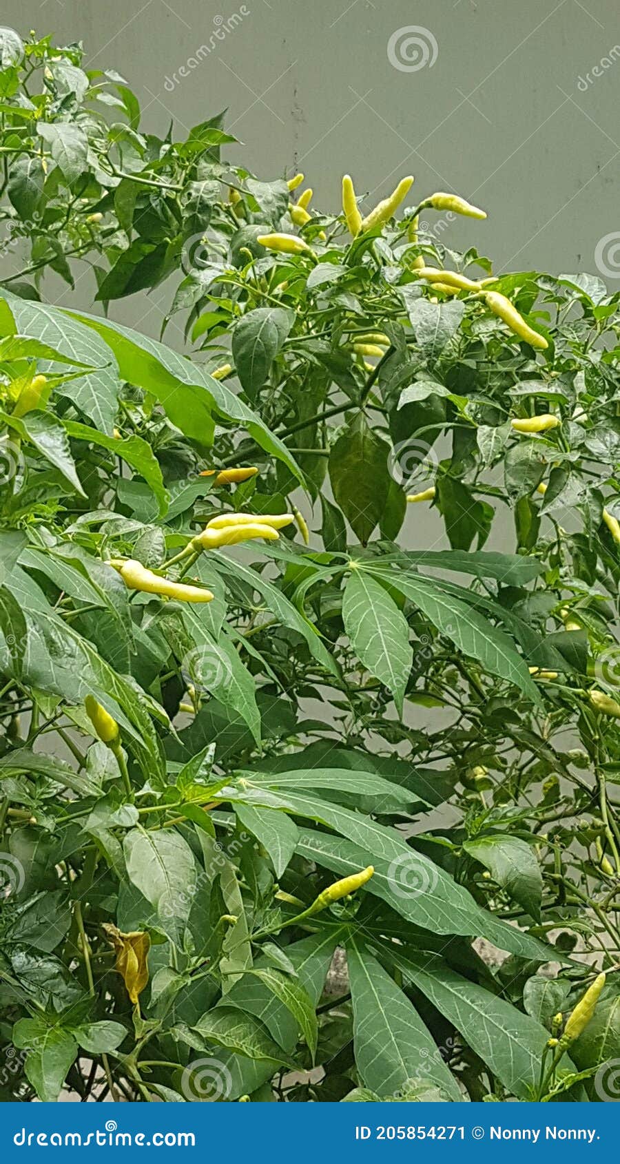 The Chilies Plants Trees in Small Garden Outside Areas Stock Image ...