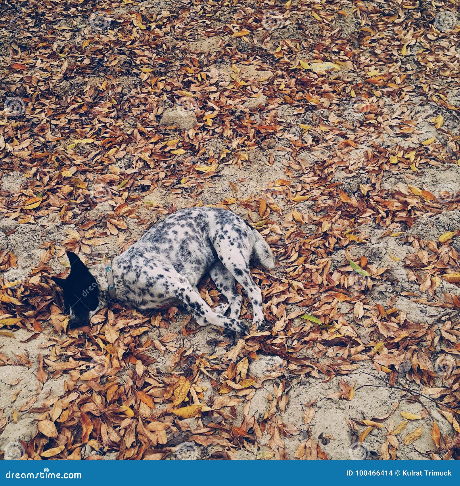 Chill Dog stock photo. Image of black, white, chill - 100466414